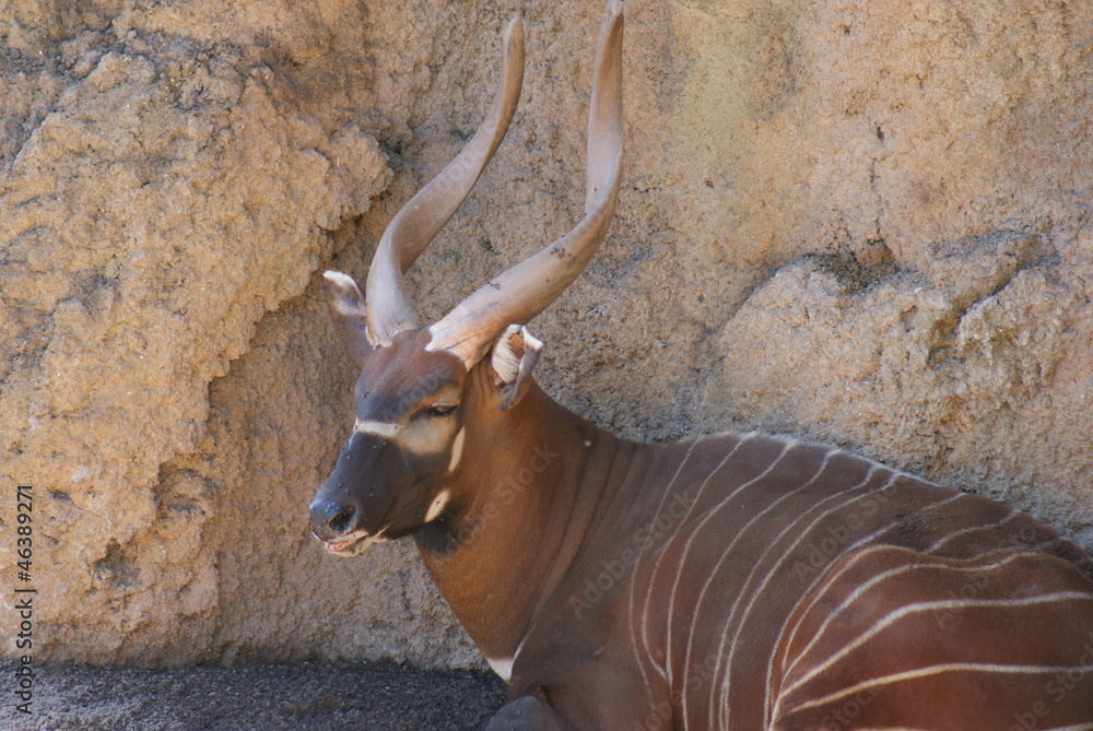Eastern Bongo - Tragelaphus eurycerus isaaci Stock Photo | Adobe Stock