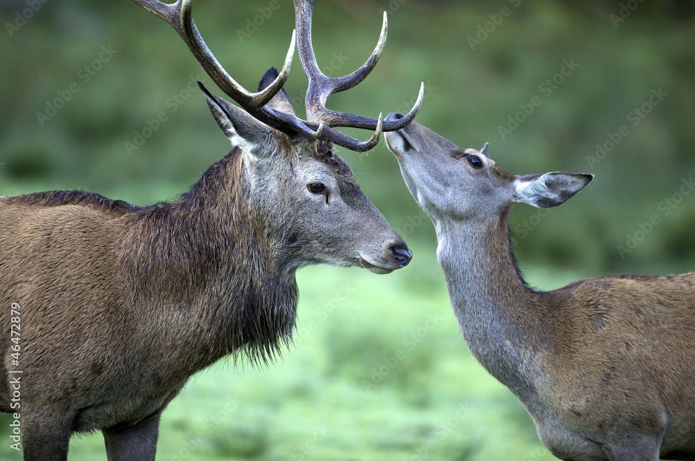 Hirsch mit Hirschkuh Stock-Foto | Adobe Stock