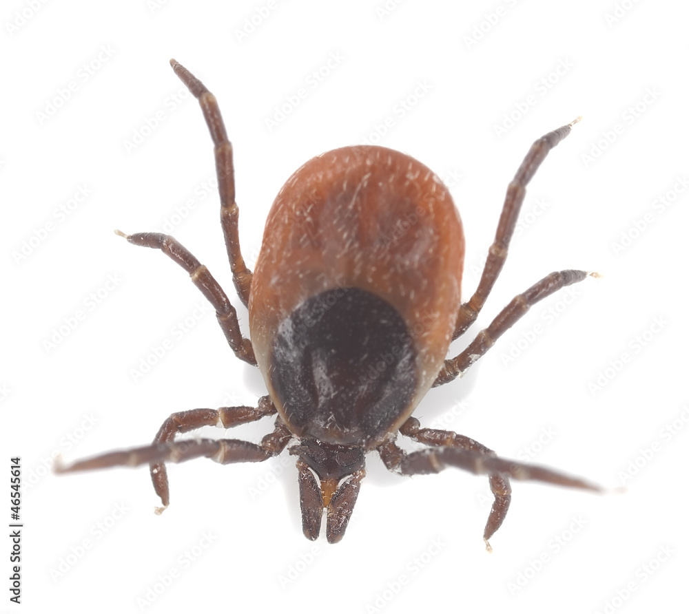 Tick isolated on white background, extreme close-up Stock Photo | Adobe ...