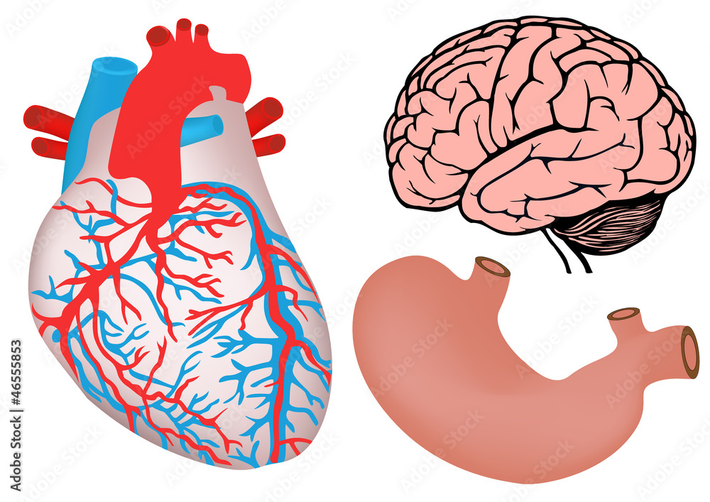 human heart, stomach and brain. vector medicine illistration Stock ...