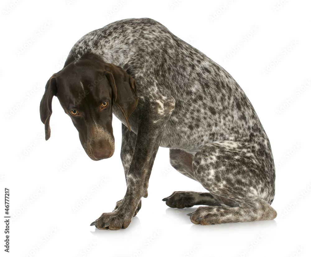 bad dog Stock Photo | Adobe Stock