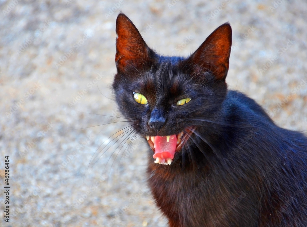 angry black cat Stock Photo | Adobe Stock