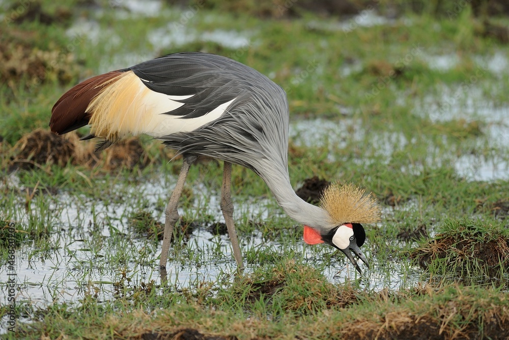 gru coronata Stock Photo | Adobe Stock