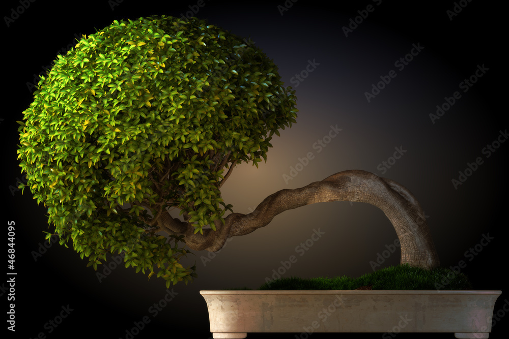Bonsai tree side view with a black color gradient background. Stock ...