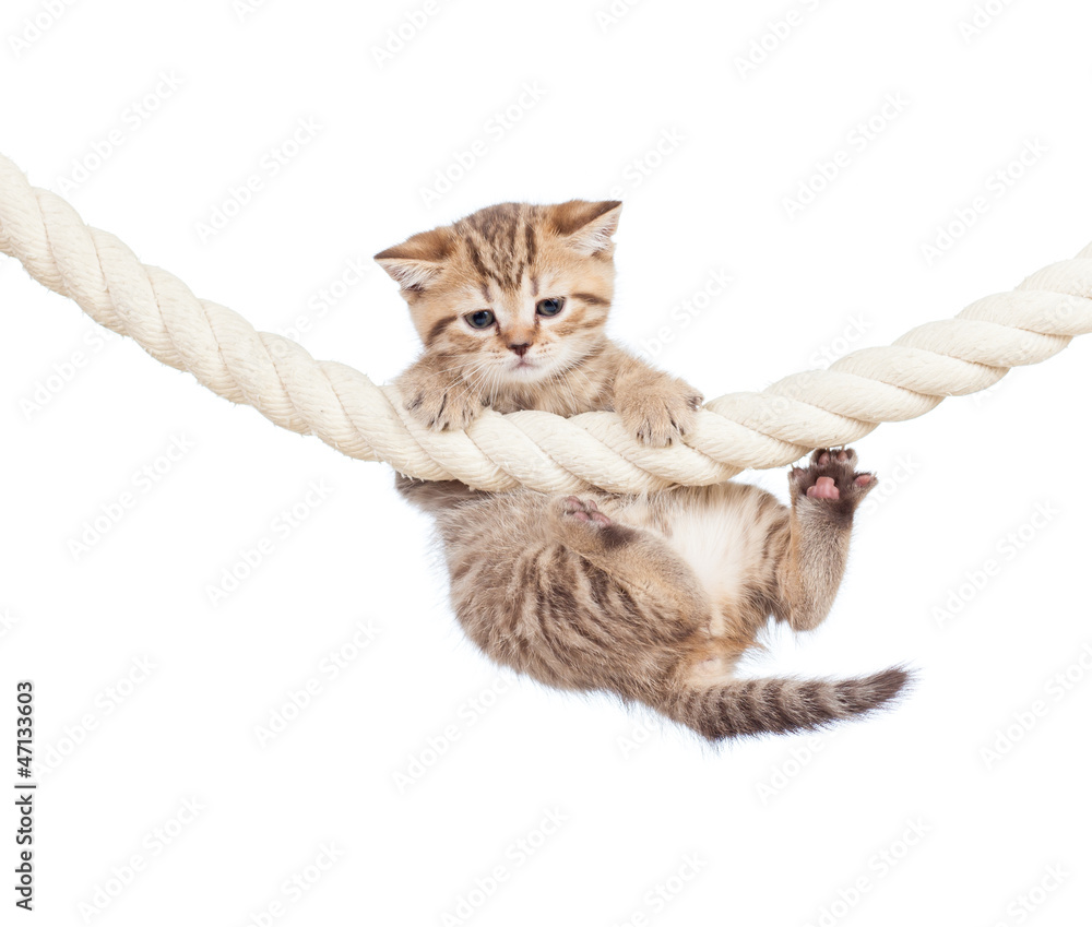 little cat clutching at rope isolated on white background Stock Photo ...