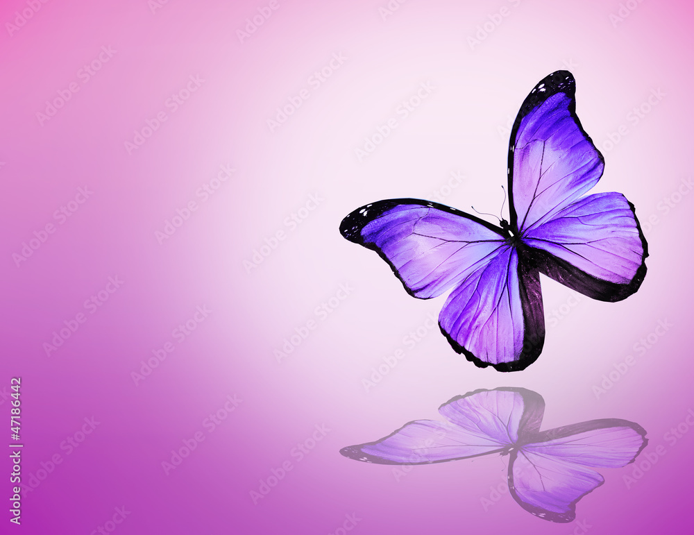 Violet butterfly on violet pink background Stock Illustration | Adobe Stock
