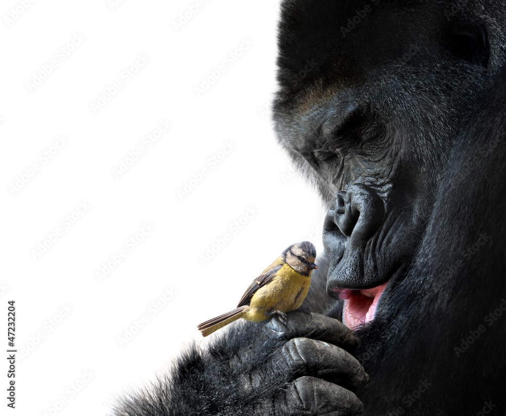 Gorilla showing family love to a bird, on white background Stock Photo ...
