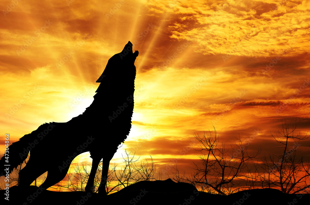 wolf howling at the sunset Stock Photo | Adobe Stock