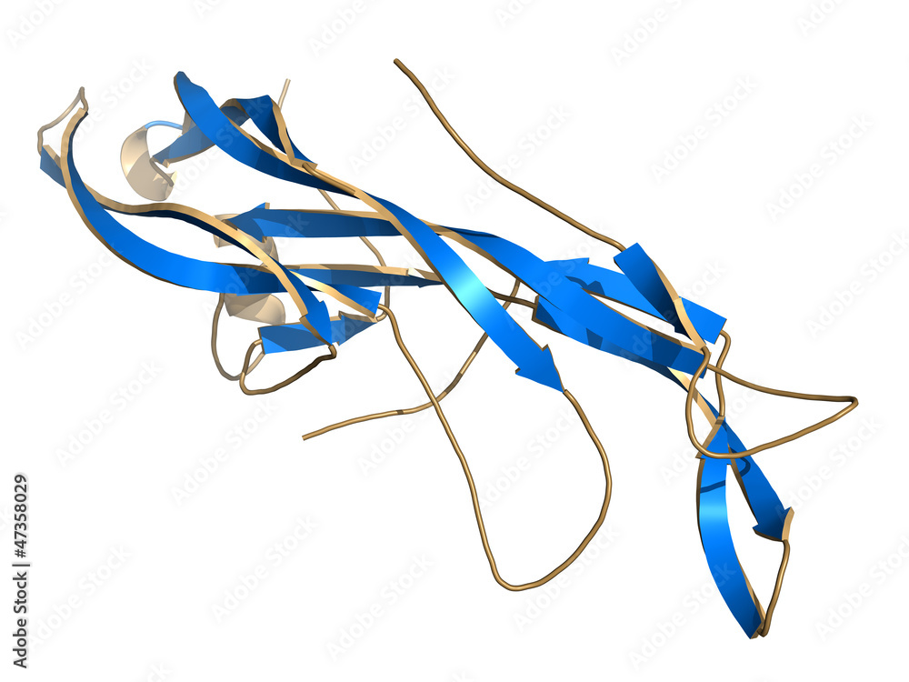 Follicle-stimulating hormone (FSH) molecule, chemical structure Stock ...