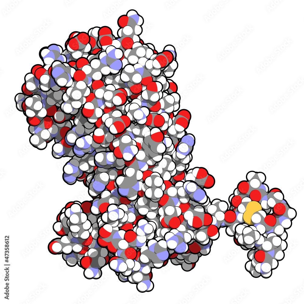 Human prolactin hormone (PRL, luteotropic hormone, LTH), chemica Stock ...