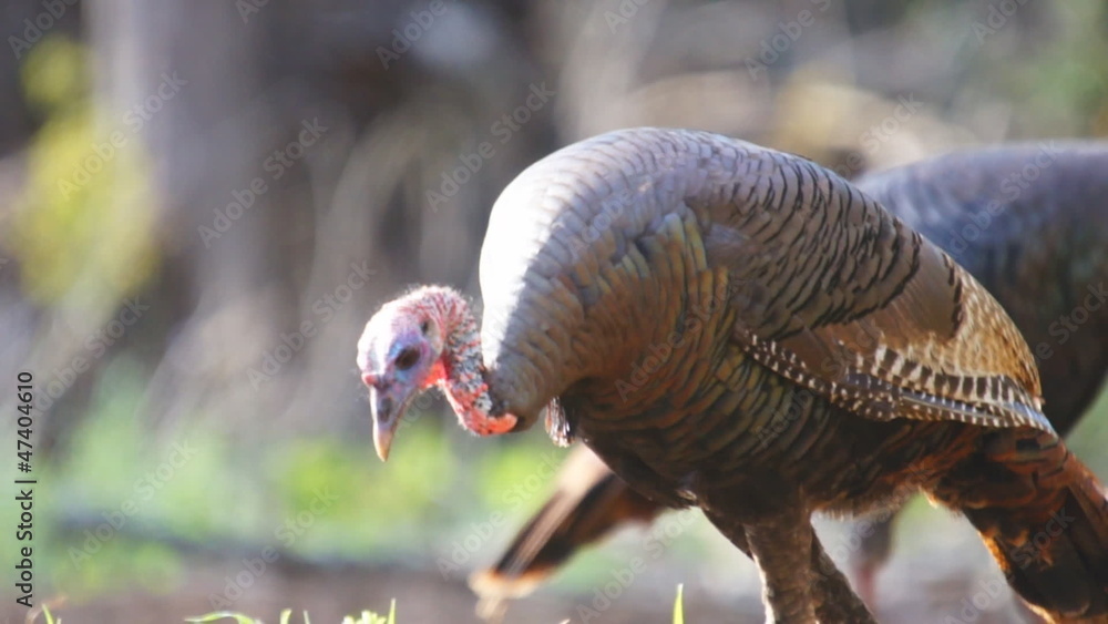Wild Turkey Jake in Chufa Stock Video | Adobe Stock