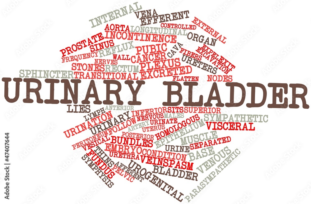 Word cloud for Urinary bladder Stock Illustration | Adobe Stock
