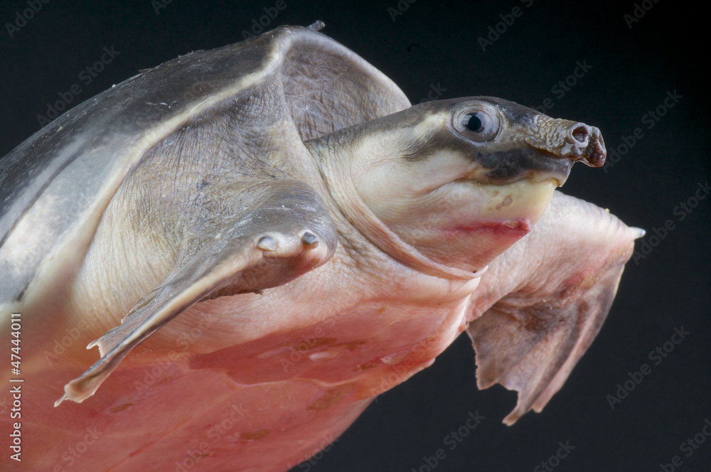Pig-nosed turtle / Carettochelys insculpta Stock Photo | Adobe Stock