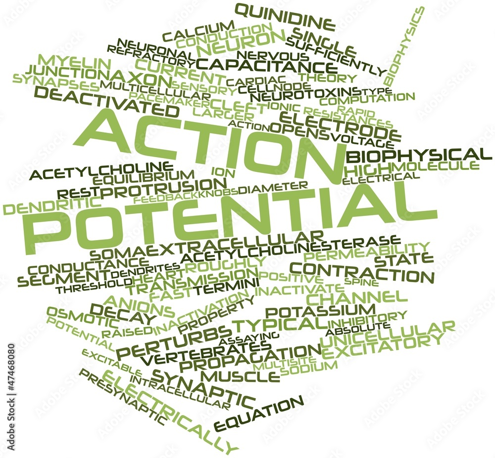 Word cloud for Action potential Stock Illustration | Adobe Stock
