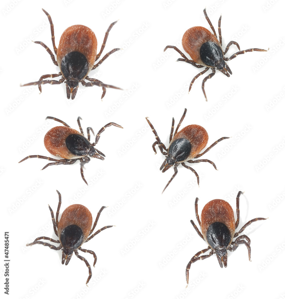 Tick collection isolated on white background Stock Photo | Adobe Stock