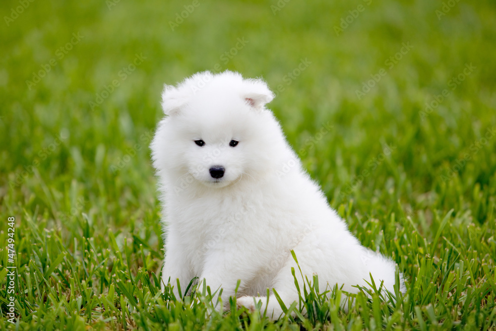 Samoyed dog Stock Photo | Adobe Stock