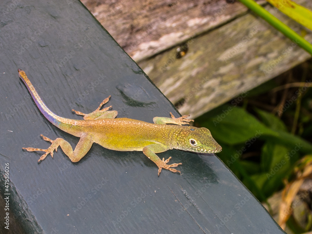 Jamaican Anole (Anolis grahami) an introduced species in Bermuda Stock ...