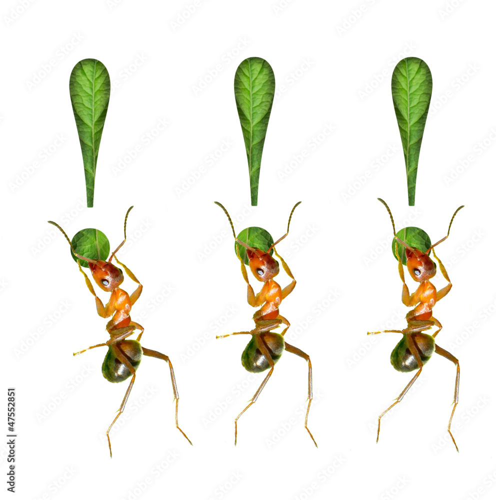 ant and the symbols Stock Photo | Adobe Stock