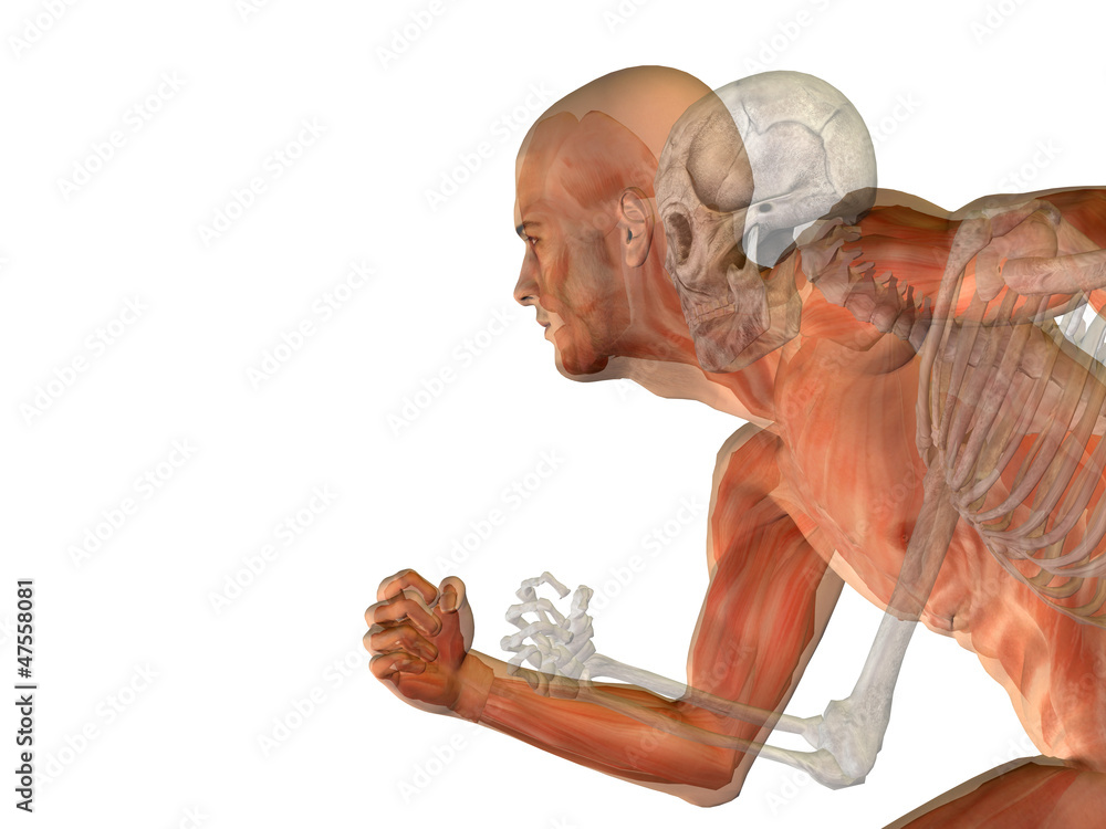 Anatomy conceptual human body chest, head isolated Stock Illustration ...