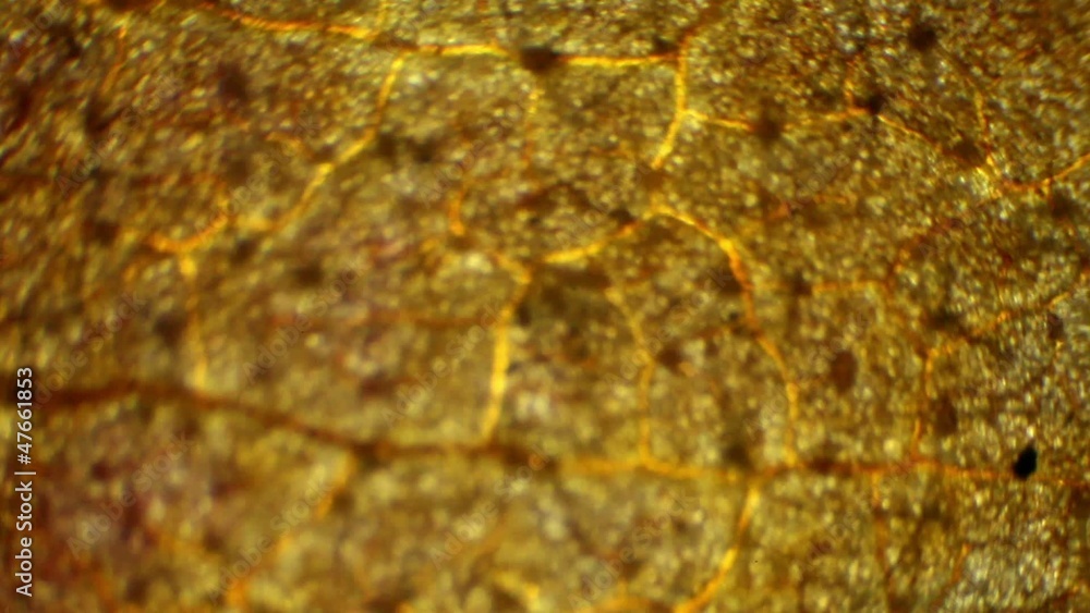 Beech leaf under the microscope, background. (Quercus) Stock Video ...