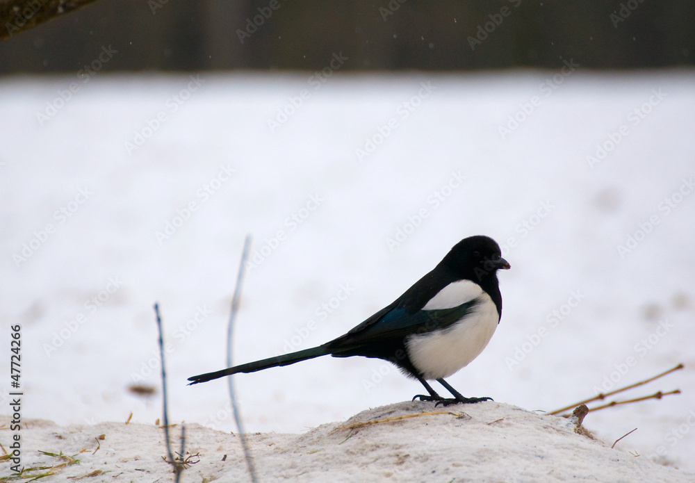Pica pica Stock Photo | Adobe Stock