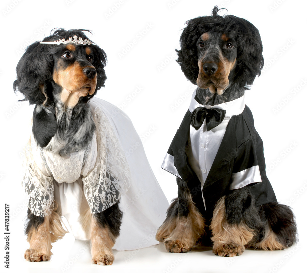 dog bride and groom Stock Photo | Adobe Stock