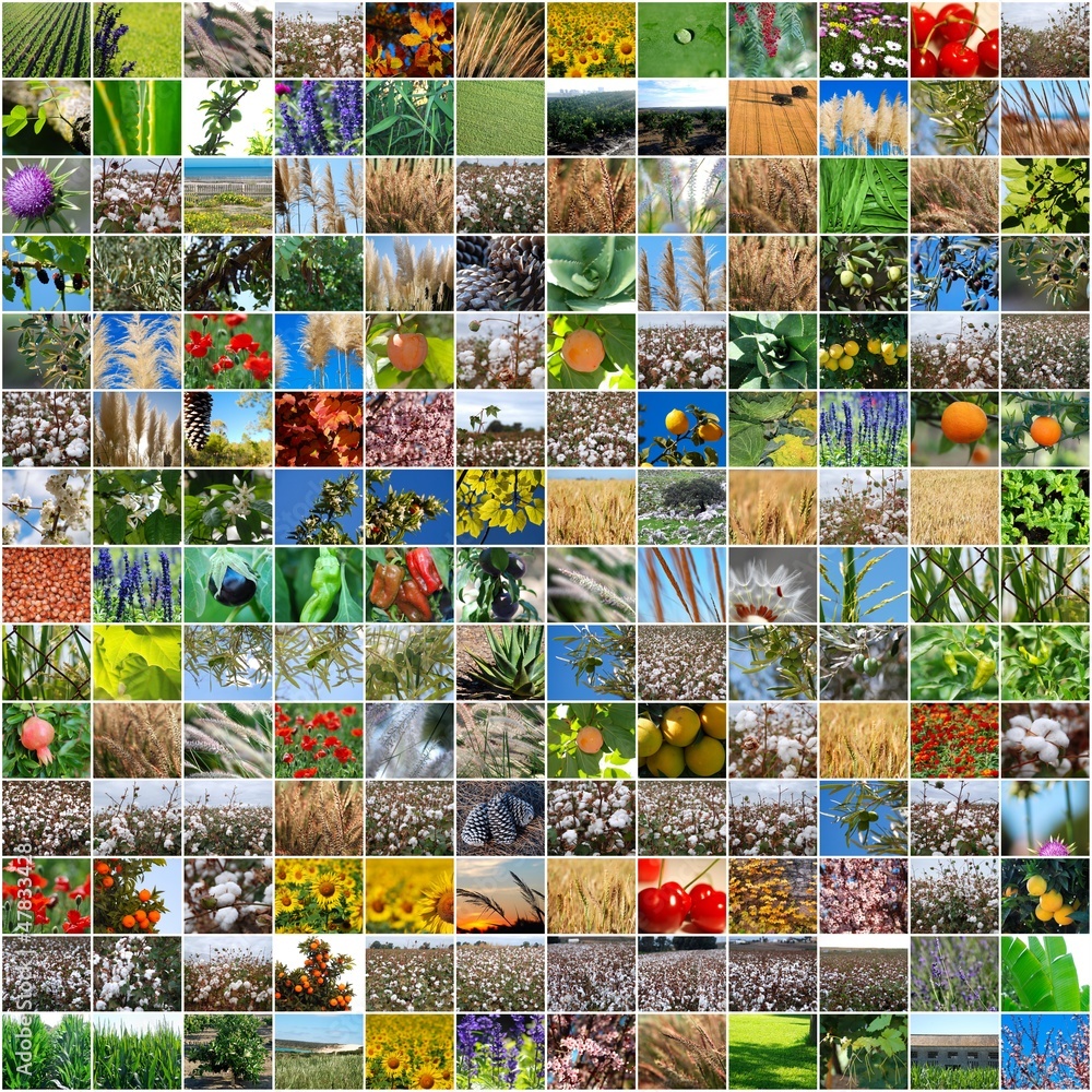 COLLAGE, DIVERSIDAD PLANTAS AGRÍCOLAS, SILVESTRES, RURALES Stock 写真 ...