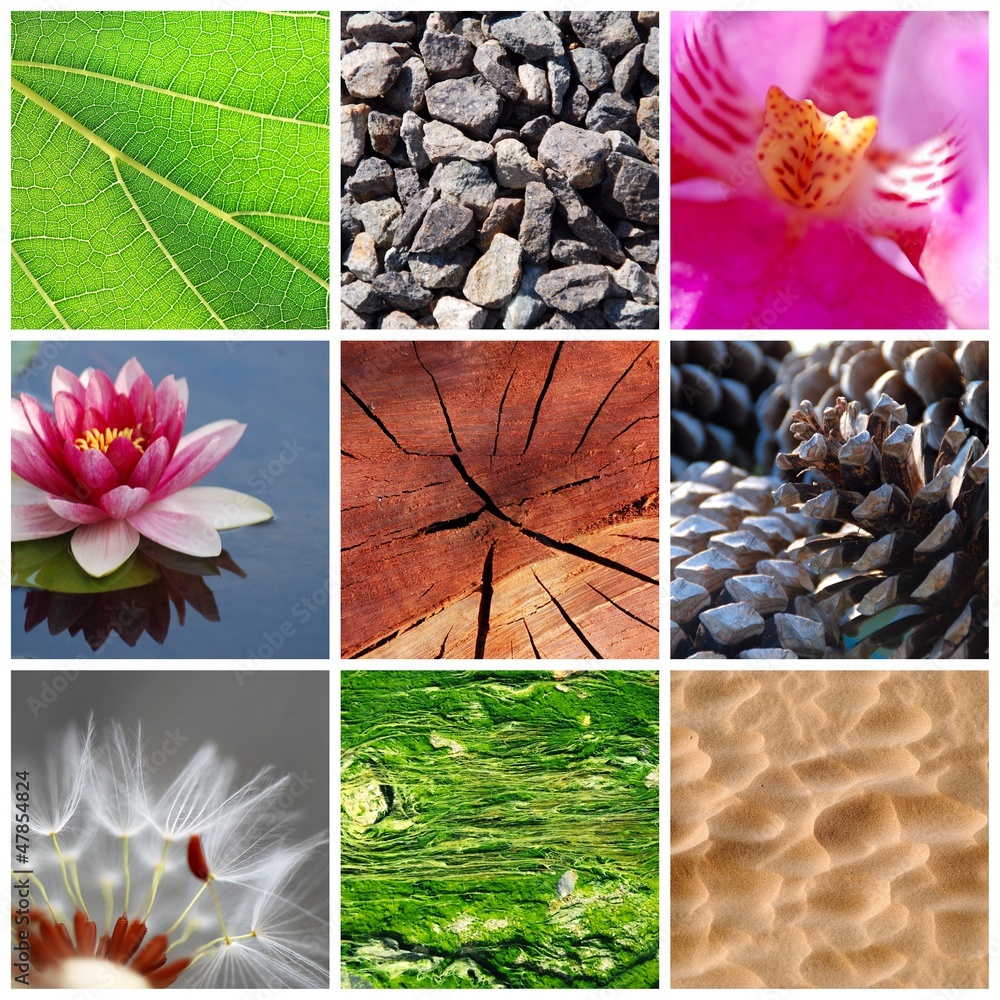 COLLAGE DE 9. FORMAS Y TEXTURAS NATURALES Stock Photo | Adobe Stock