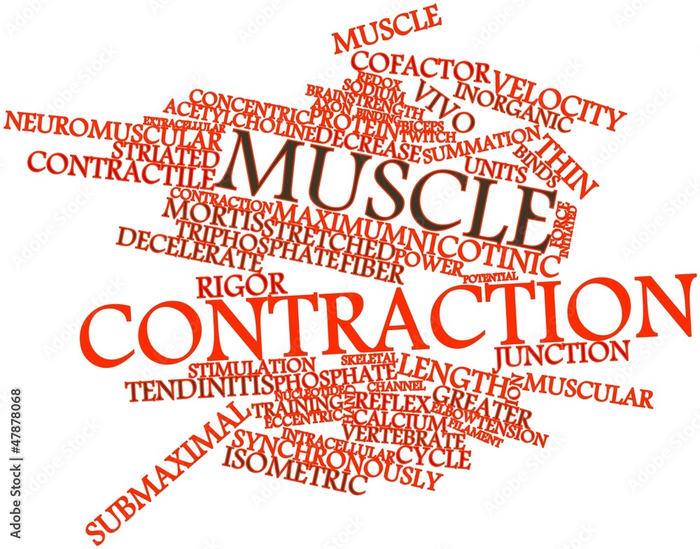 Word cloud for Muscle contraction Stock Illustration | Adobe Stock