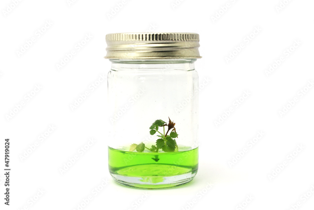 tissue culture Stock Photo | Adobe Stock