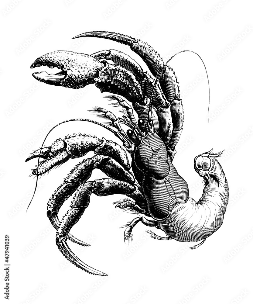 Hermit Crab Without Shell Drawing