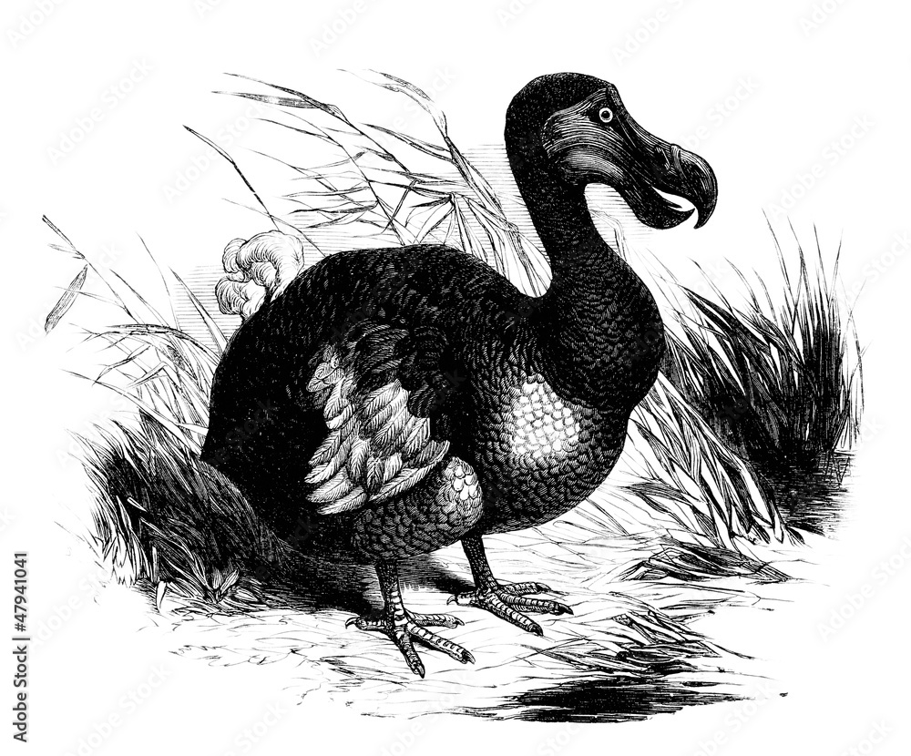 Dronte - Dodo Stock-Illustration | Adobe Stock