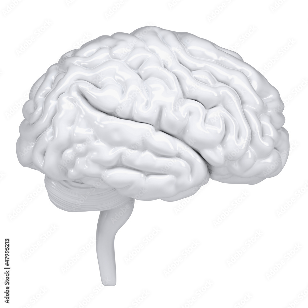 3d white human brain. A side view Stock Illustration | Adobe Stock