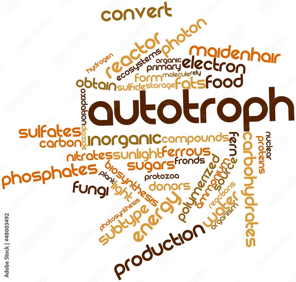 Word cloud for Autotroph Stock Illustration | Adobe Stock