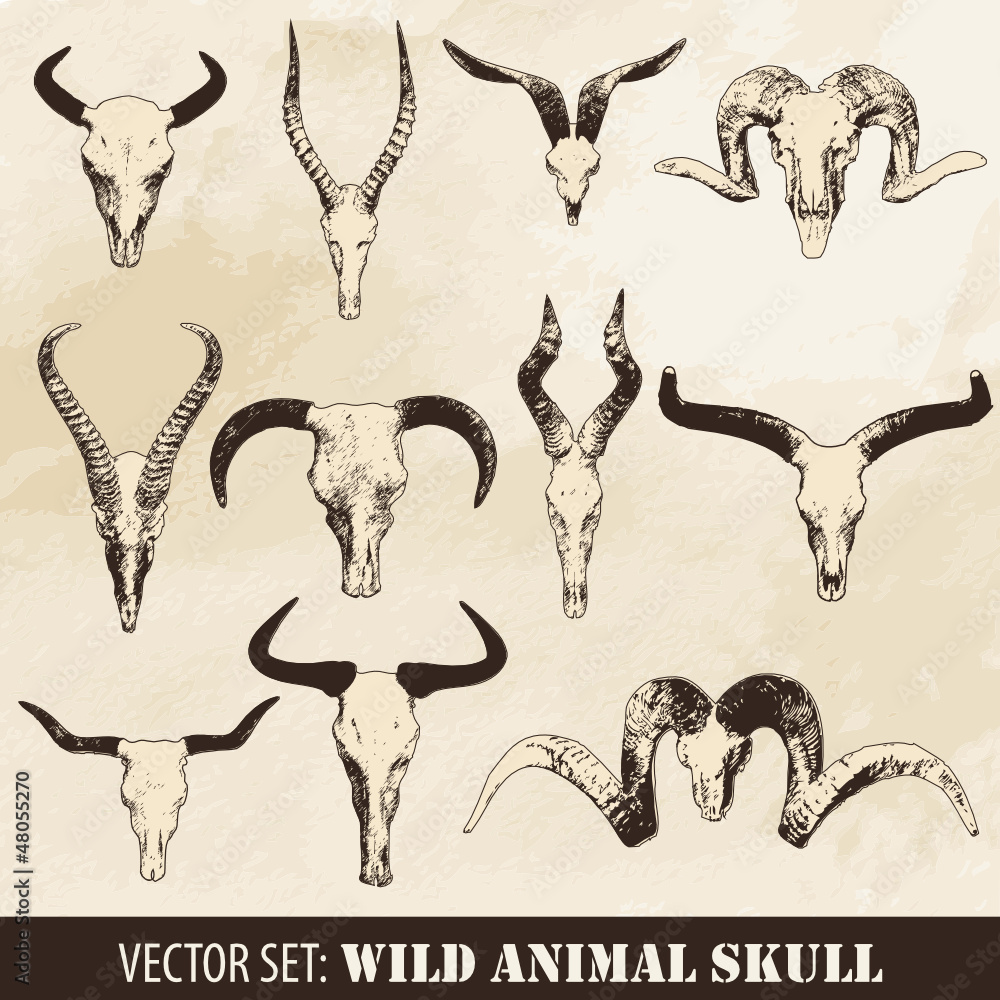 Wild Animal Skull Set Stock Vector | Adobe Stock
