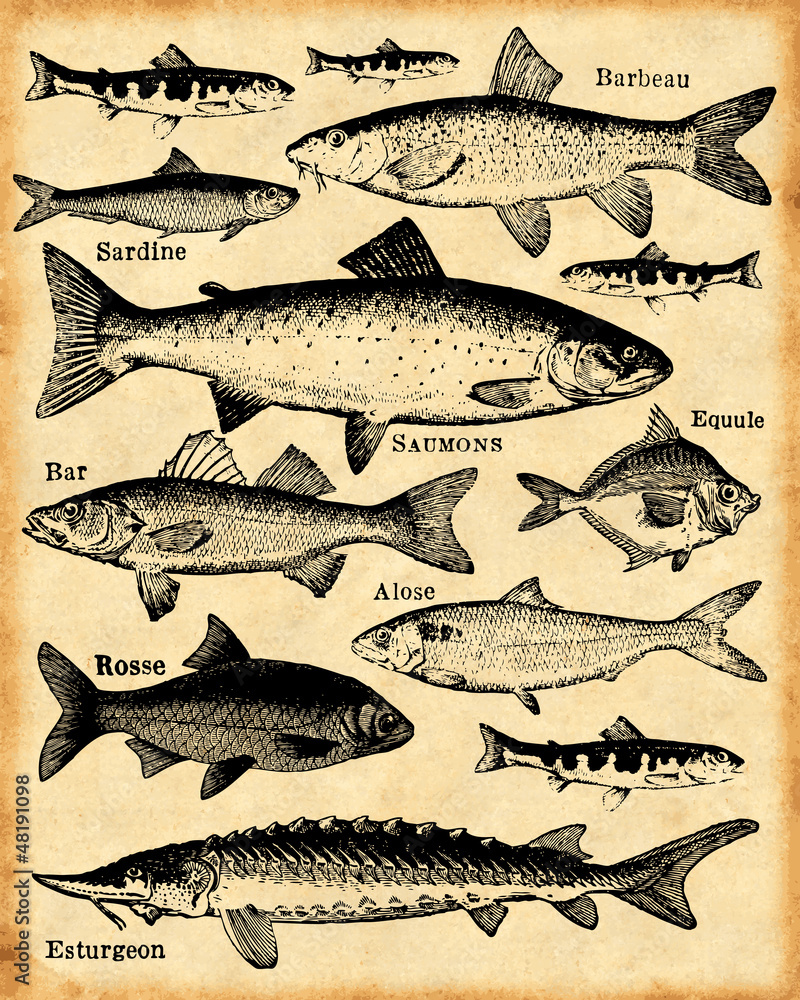 poissons Stock Vector | Adobe Stock