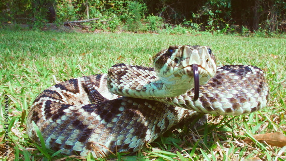 Eastern Diamondback Rattlesnake Striking camera, a highly venomous ...