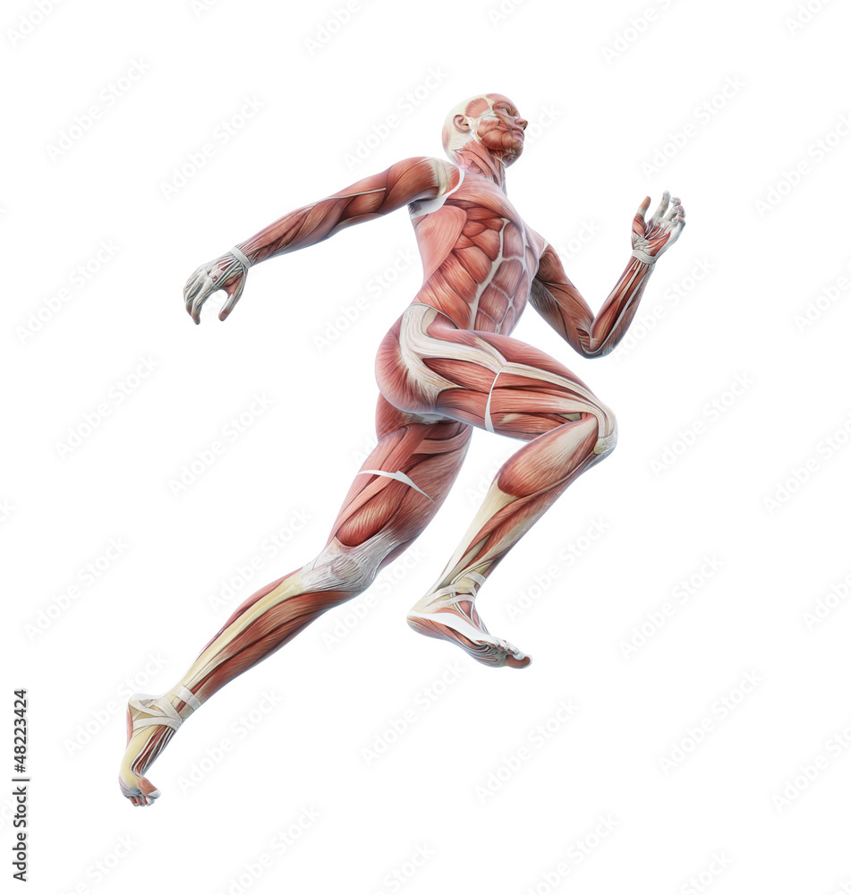 Sport anatomy - runner Stock Illustration | Adobe Stock