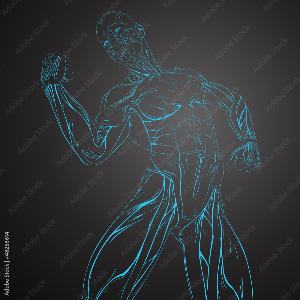 Vector Illustration of Human Muscle Anatomy Stock Vector | Adobe Stock