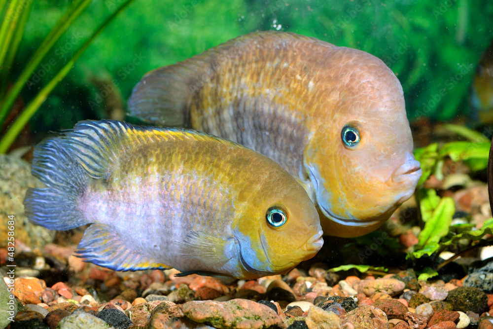 Cichlasoma sajica fish in aquarium foto de Stock | Adobe Stock