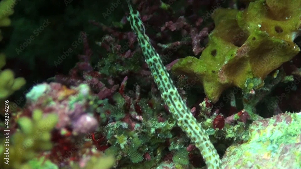 Close up pipe fish Stock Video | Adobe Stock