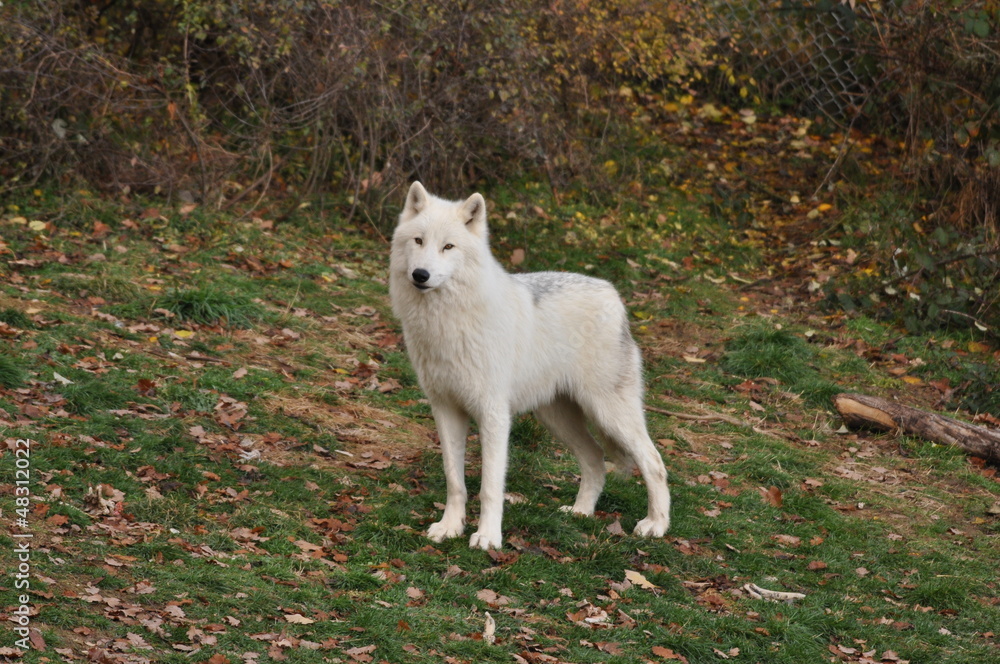 Loup Artique Stock Photo | Adobe Stock