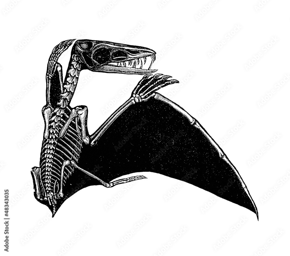 Pterodactyl Anatomy