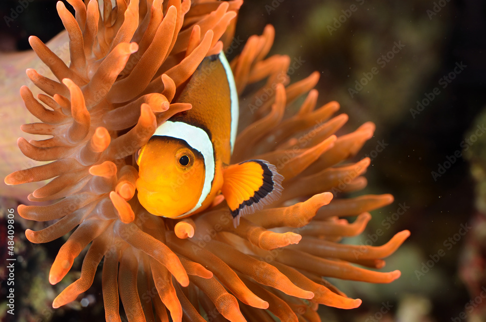 Amphiprion ocellaris clownfish in marine aquarium. Orange corals in the ...