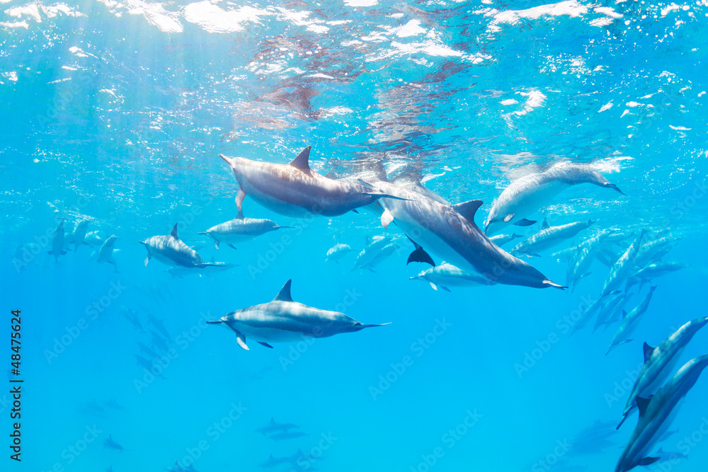 Dolphins Stock Photo | Adobe Stock