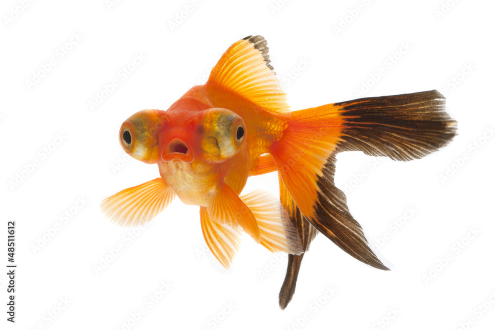 Gold Fish Stock Photo | Adobe Stock