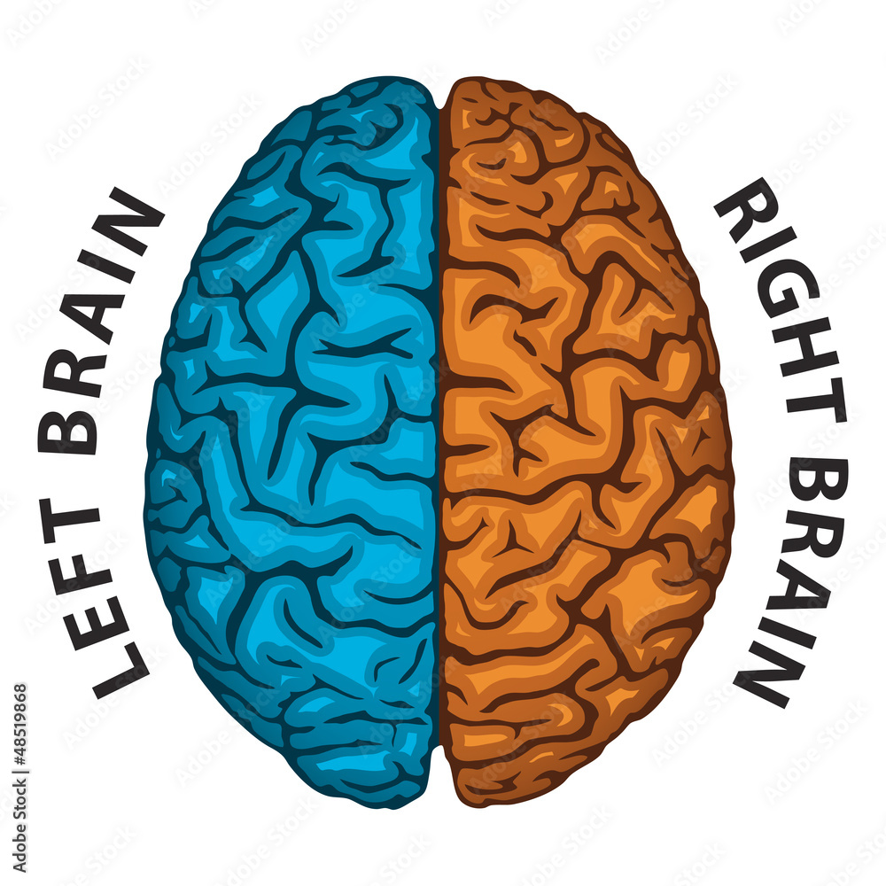 Hemisphere Brain