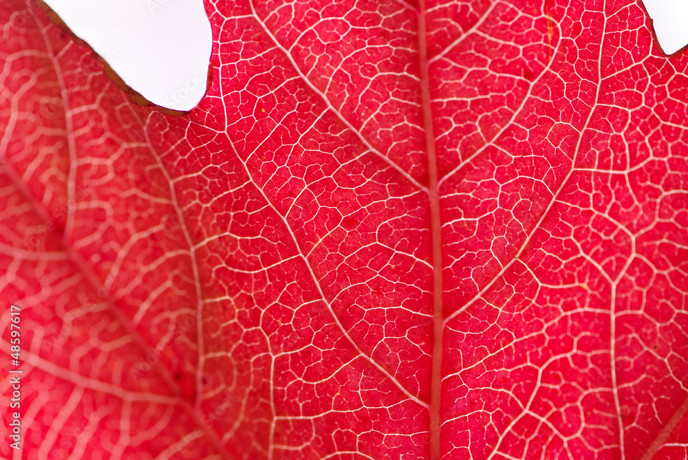 HOJA ROJA OTOÑAL, AISLADA, FONDO BLANCO Stock Photo | Adobe Stock