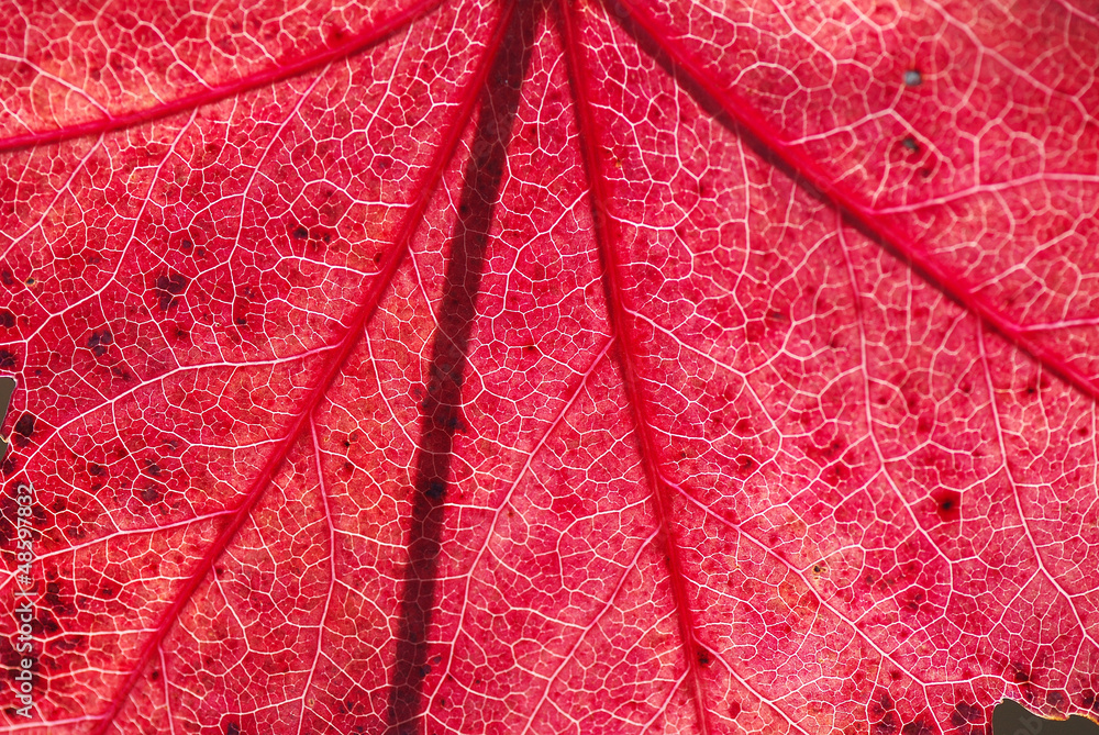 ESTORAQUE, LIQUIDAMBAR STYRACIFLUA.DETALLE HOJA MACRO AL TRASLUZ Stock ...