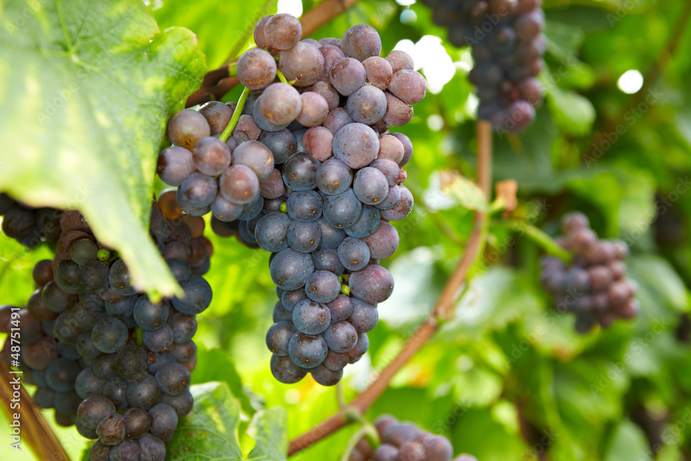 Reife Trauben für Rotwein Stock Photo | Adobe Stock
